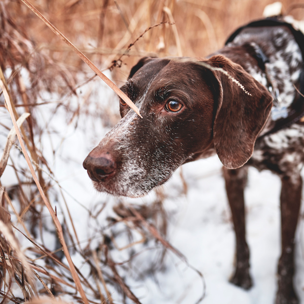 german pointer dog