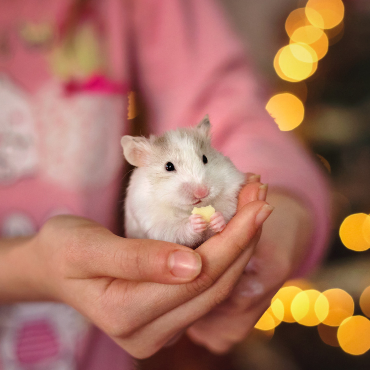 grey and white hamster names