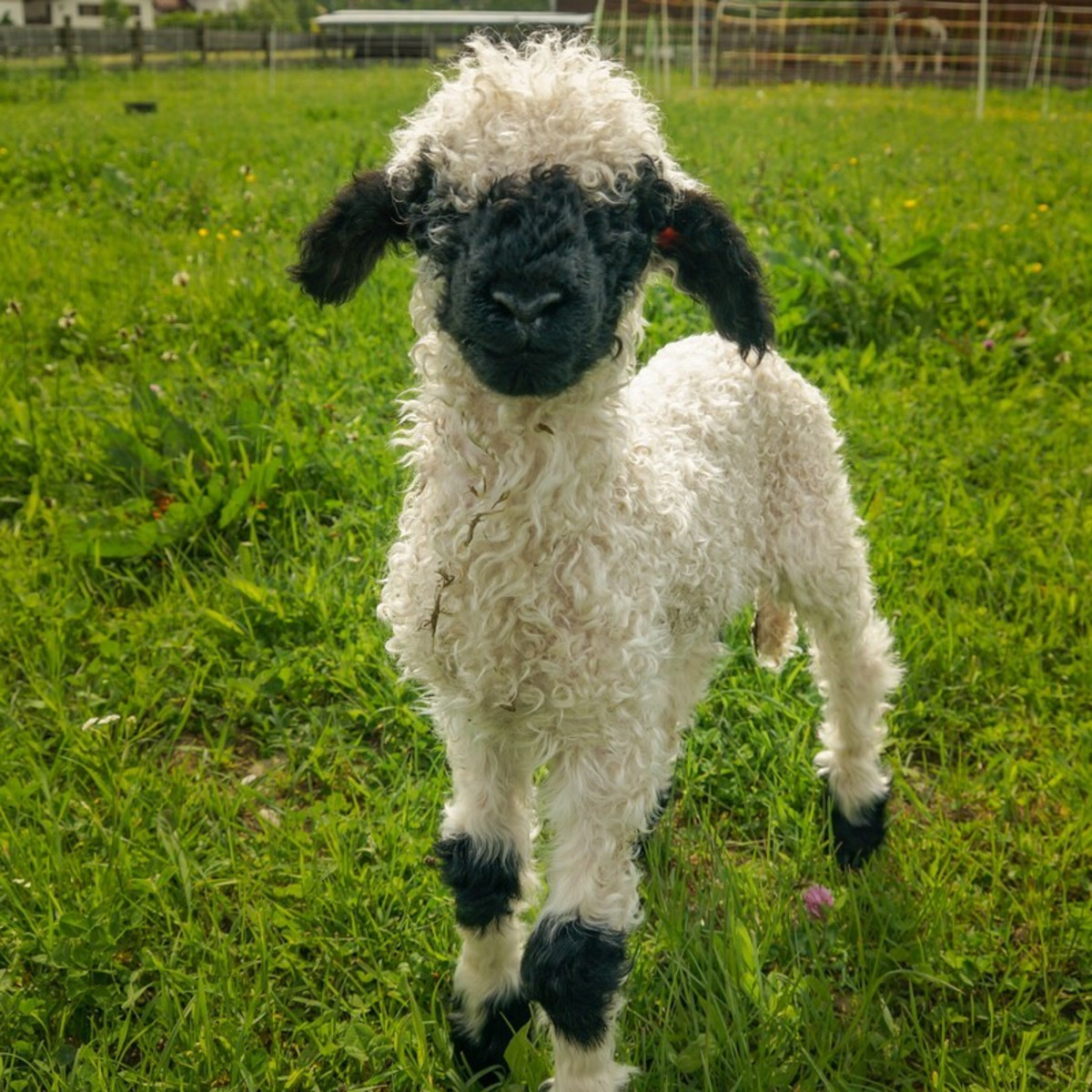 black baby lamb