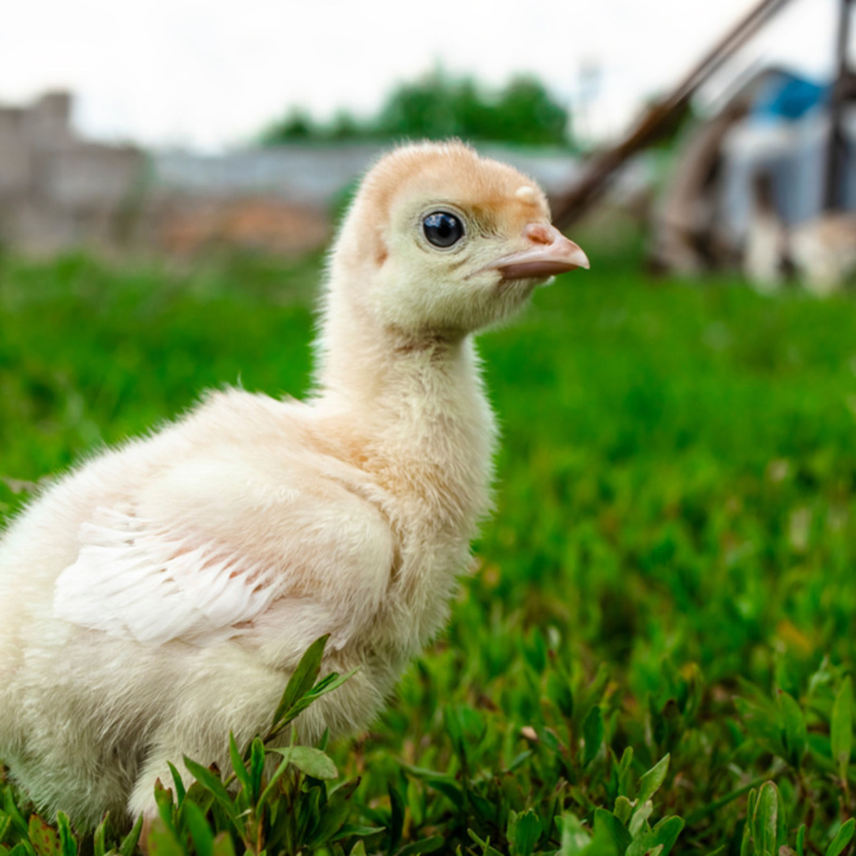 cute small turkey