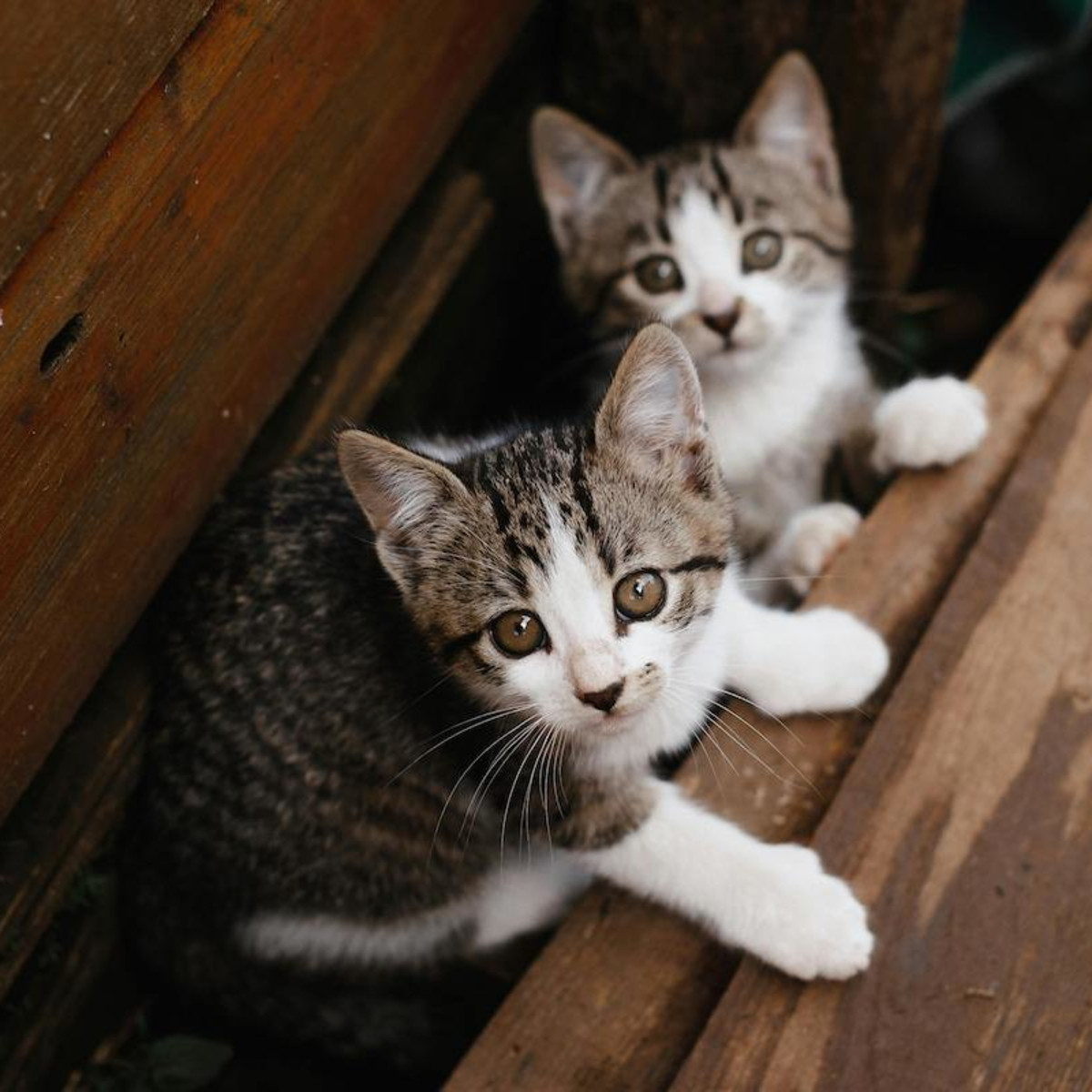 two tabby kittens