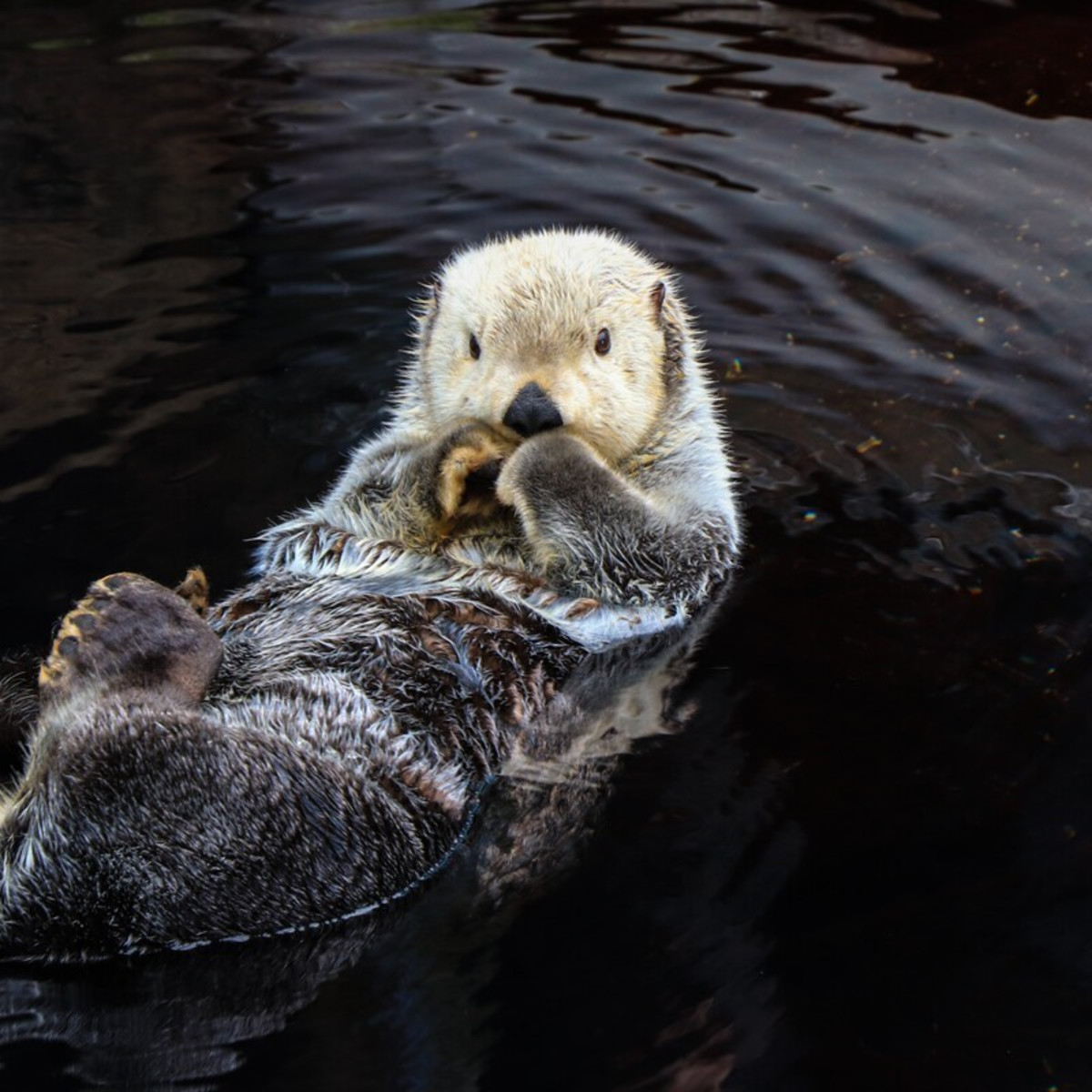 cute otters