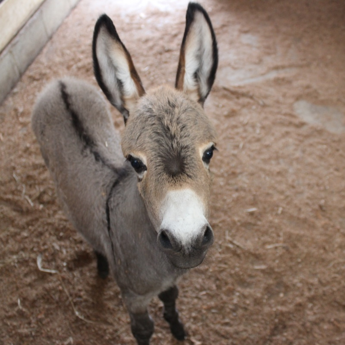 cute mini donkey