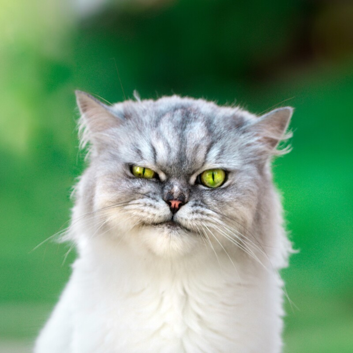 grumpy cat breed white