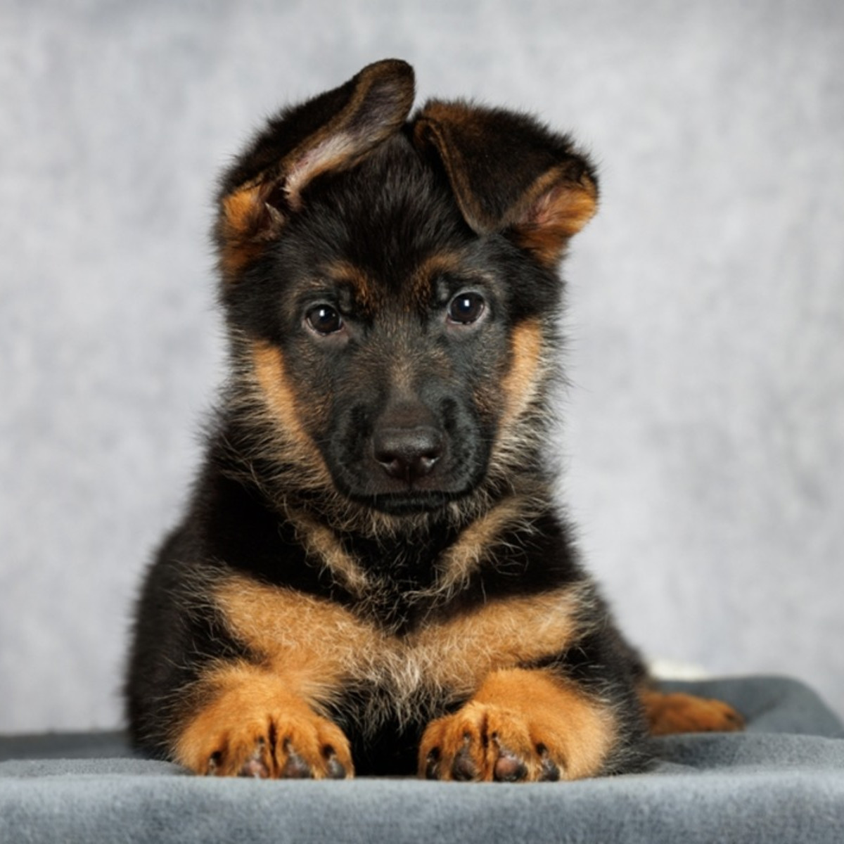smallest german shepherd
