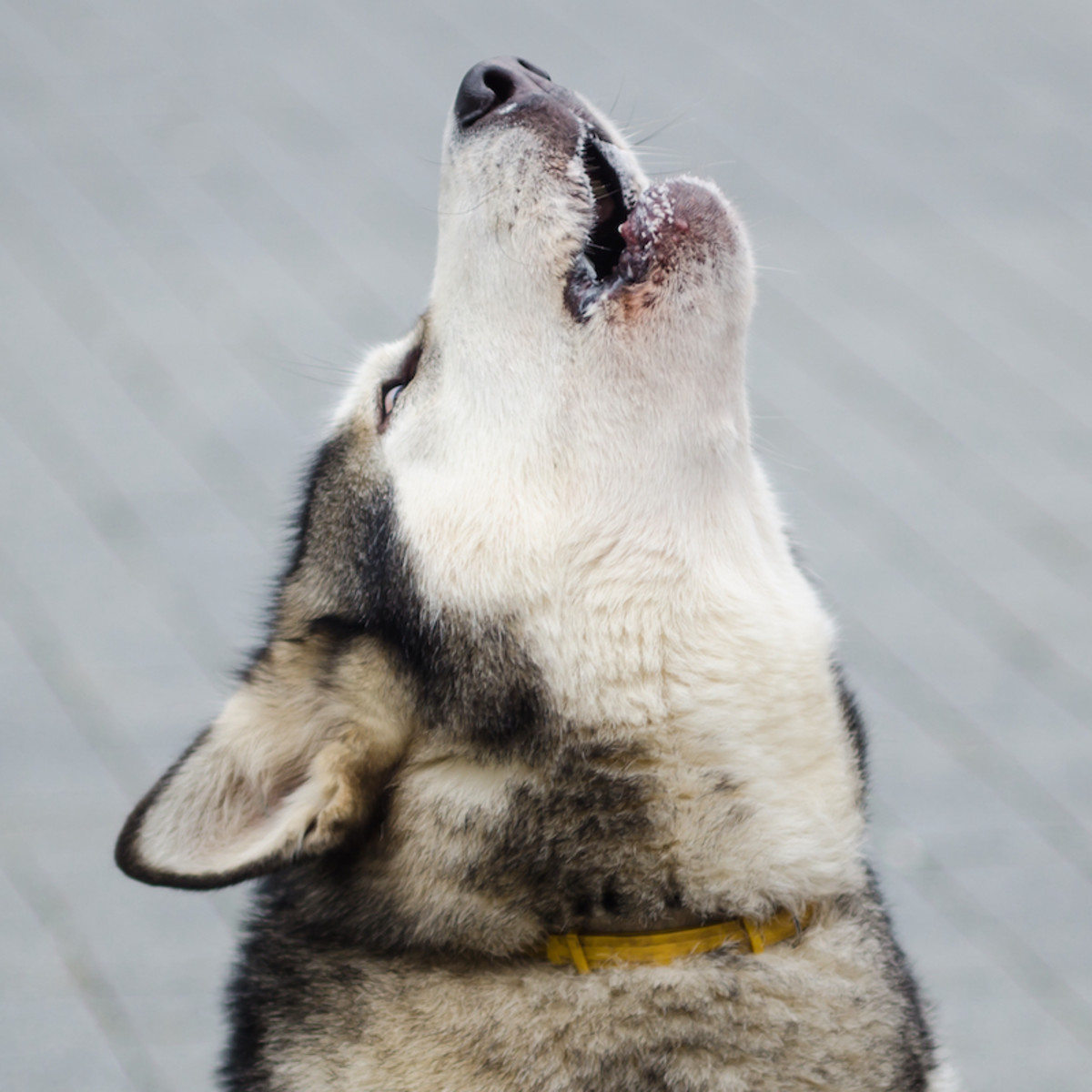 husky puppy howling