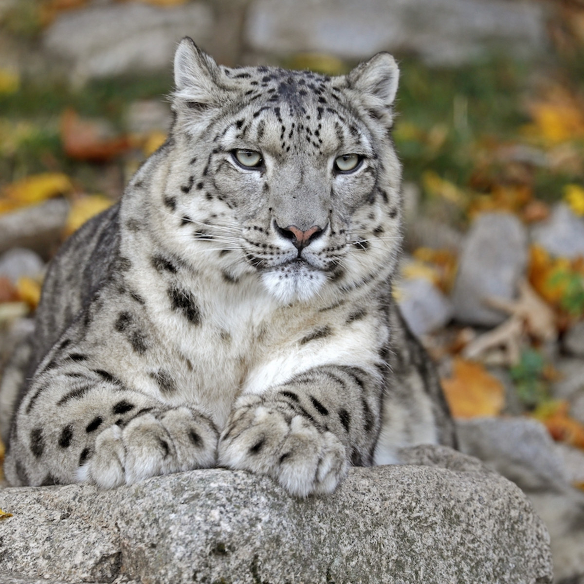 snow leopard ears down