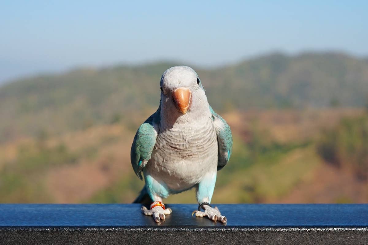 Quaker Parrot Pet