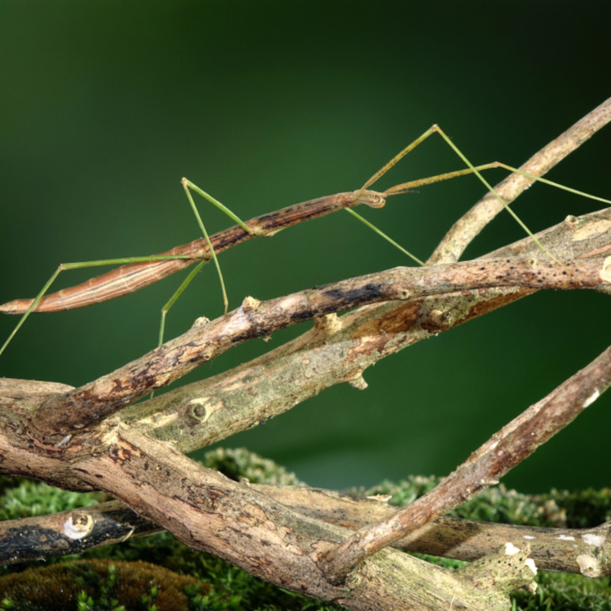 stick insect size