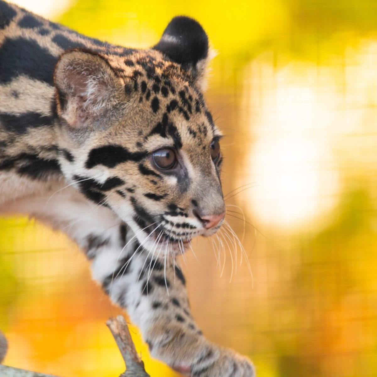 clouded leopard diet