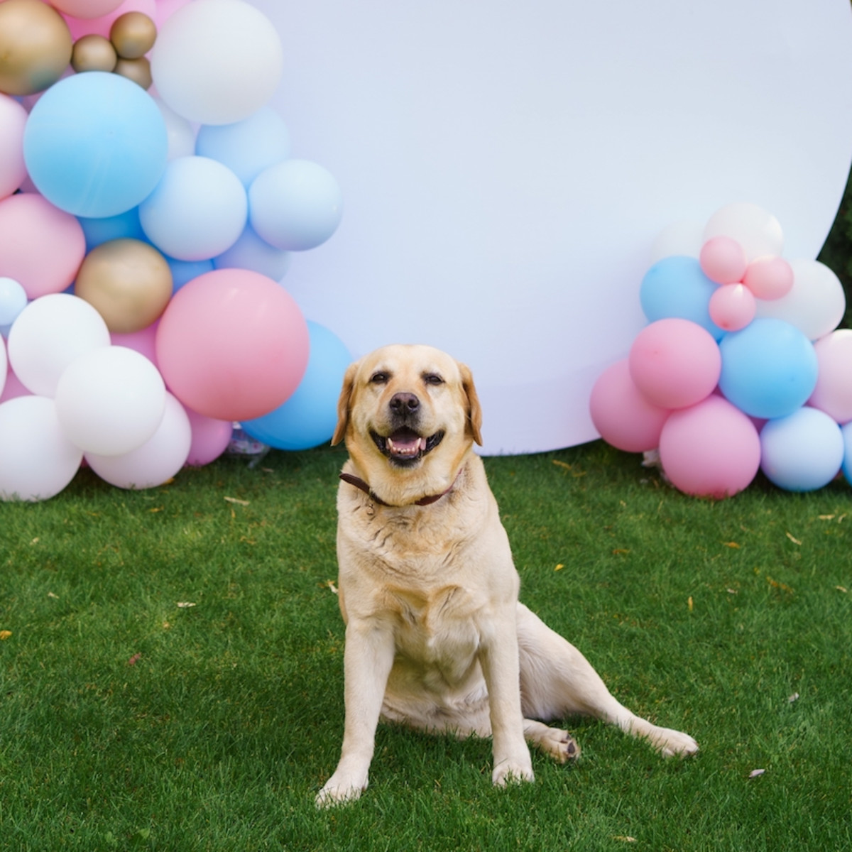 yellow lab sitting