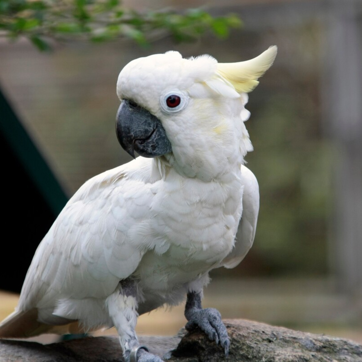 gray cockatoos