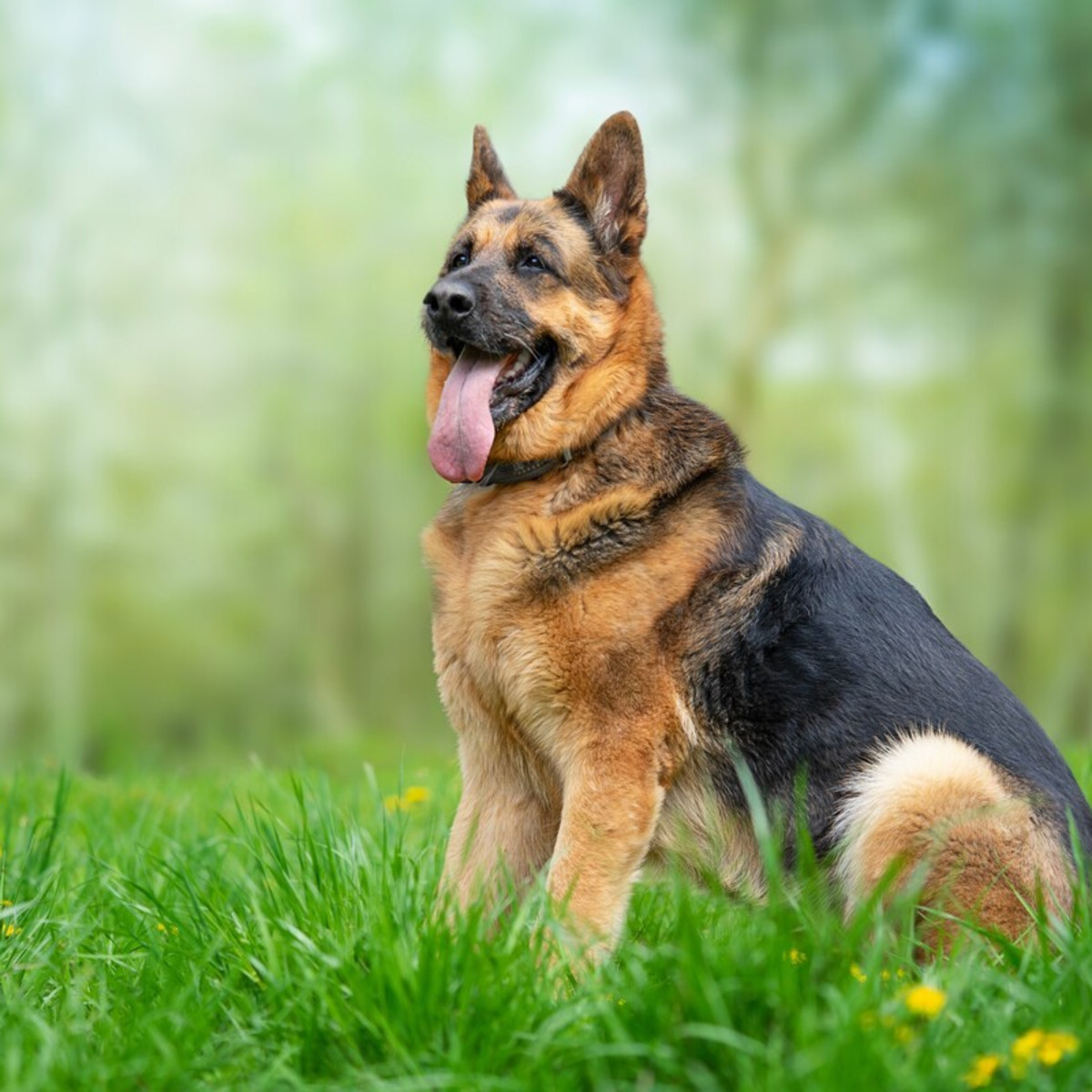 clever german shepherd