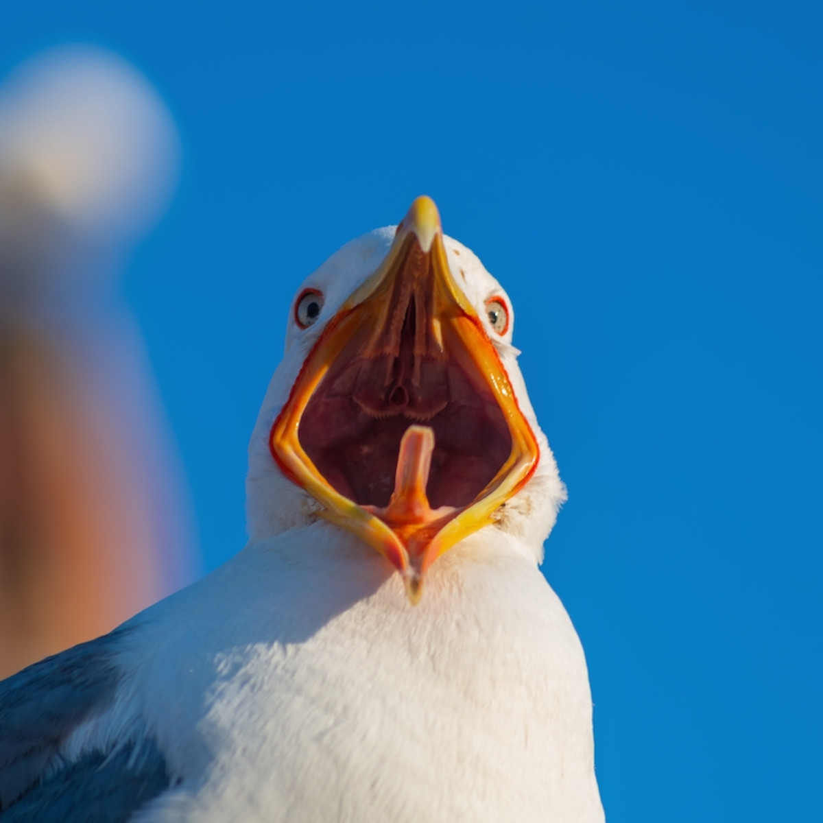 seagull attacking cat