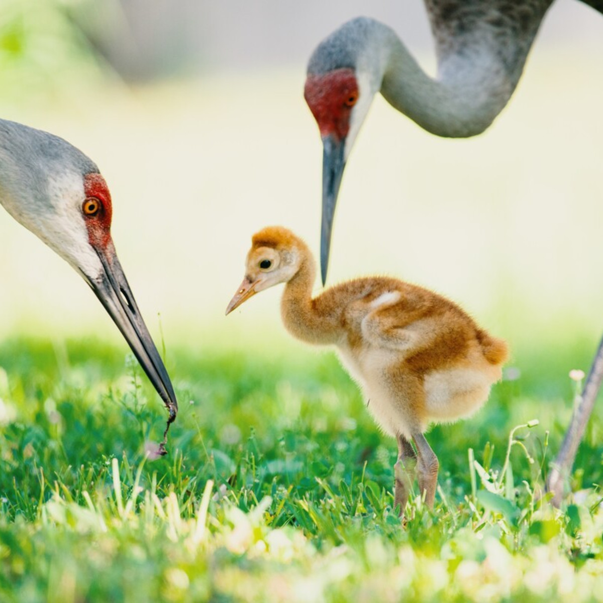 sandhill crane behavior