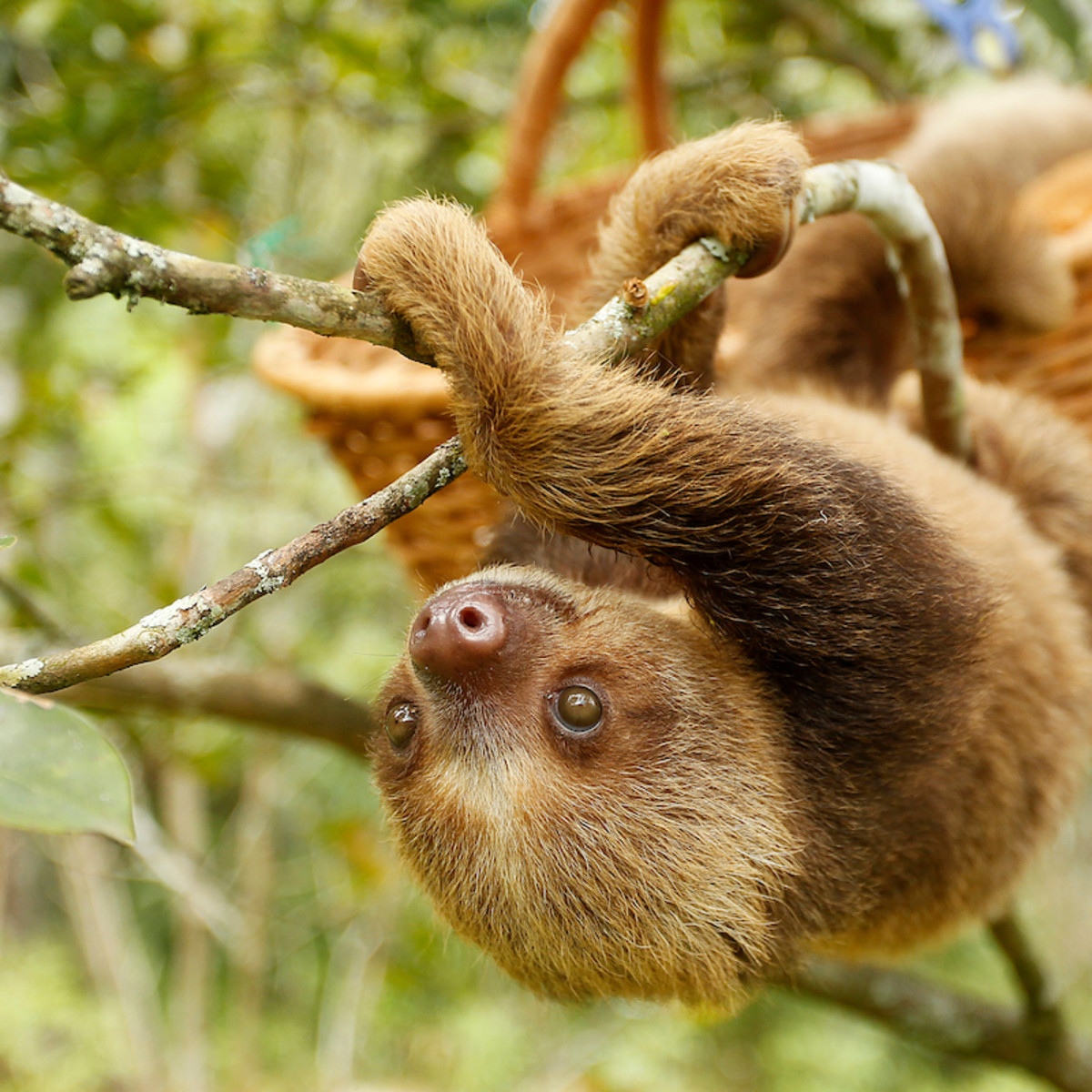 sloth bite treatment