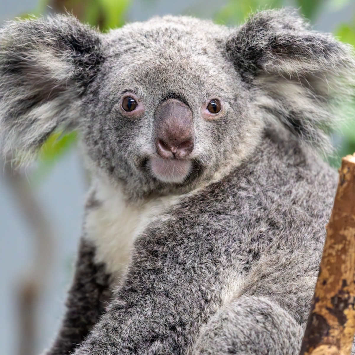 one direction koala pee