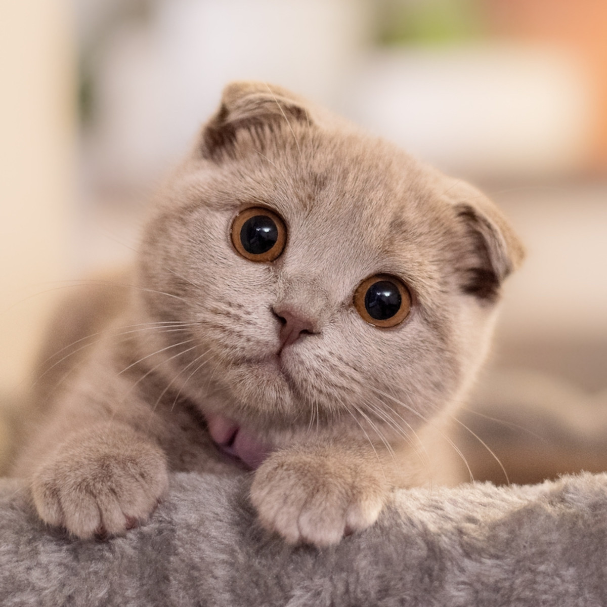 scottish fold