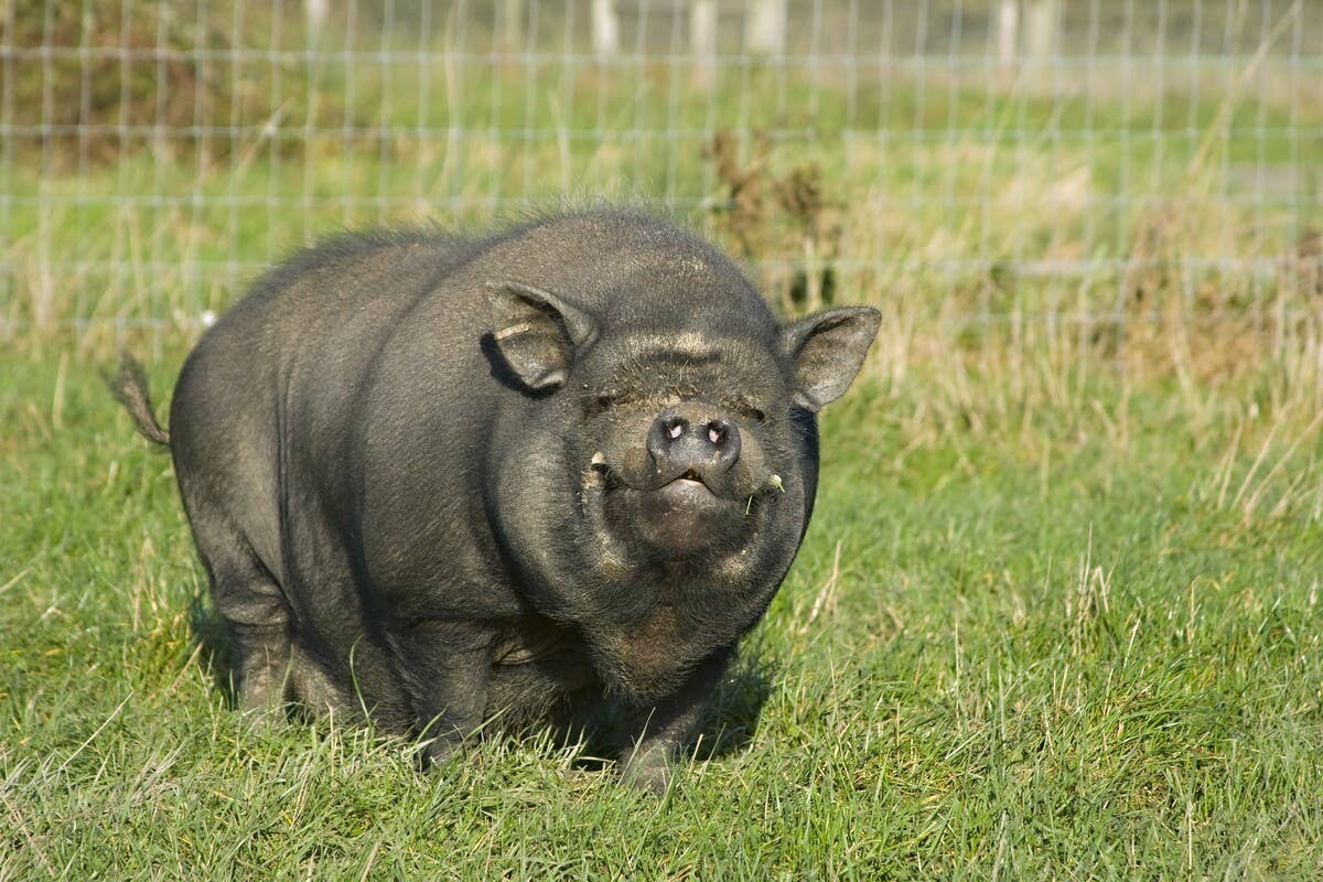 Black Pot Belly Pig