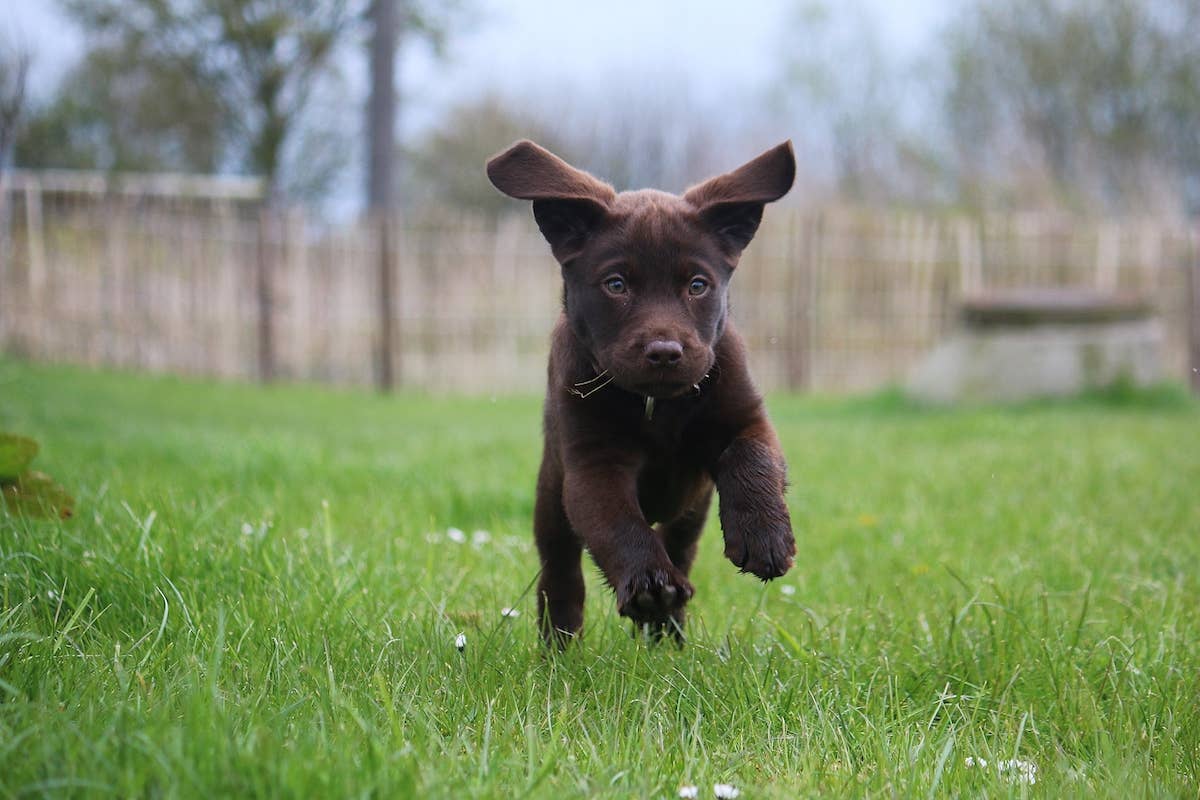 Chocolate Lab Retriever Puppies