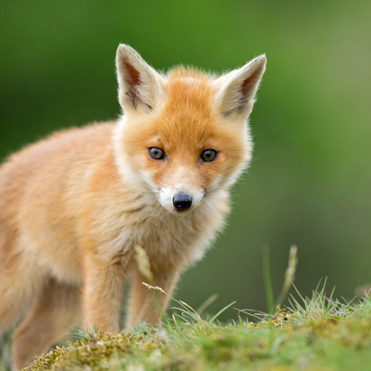 cute fox cubs