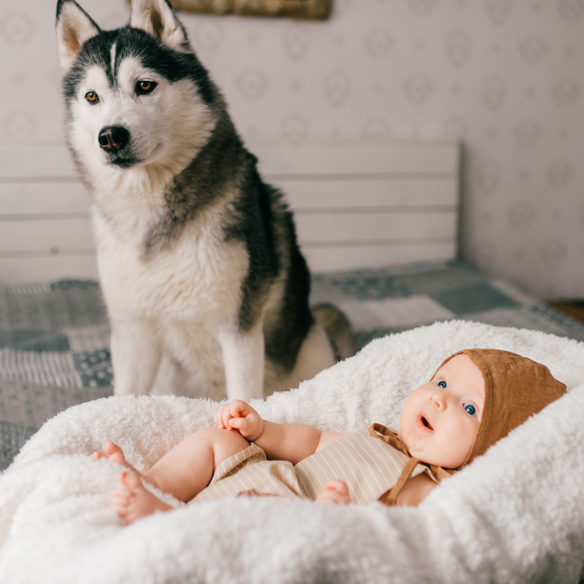 huskey newborns