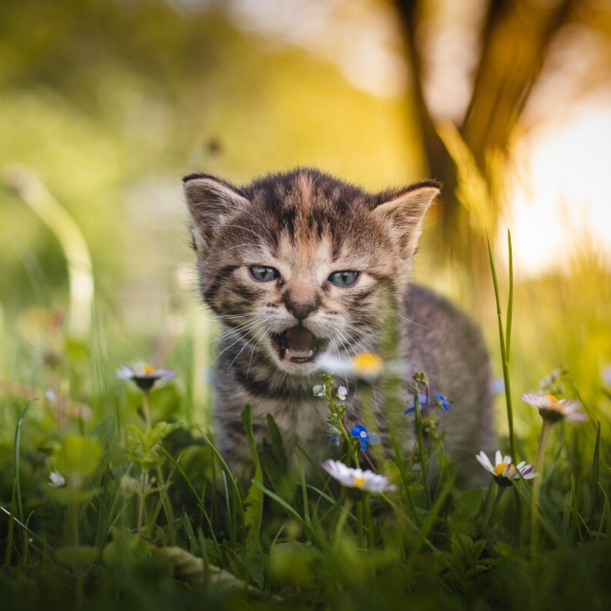 tears as tiny kitten