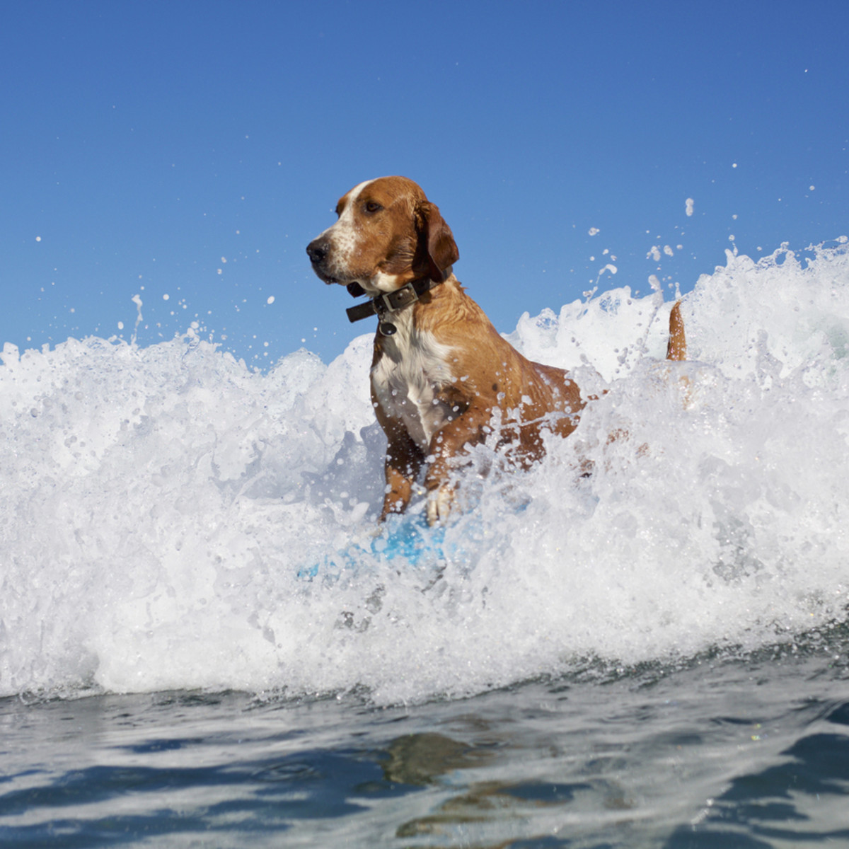 seashell names for pets