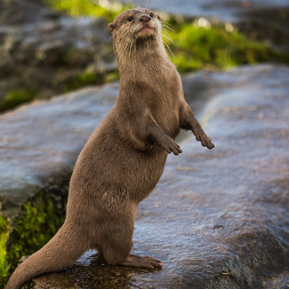 otter standing