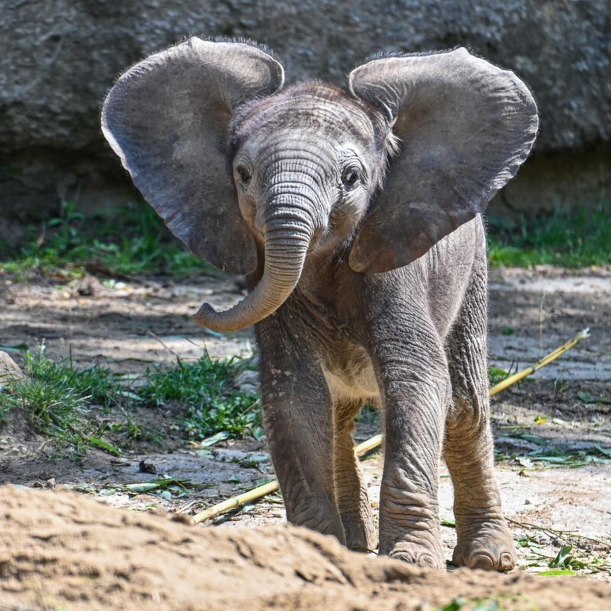 cute elephant