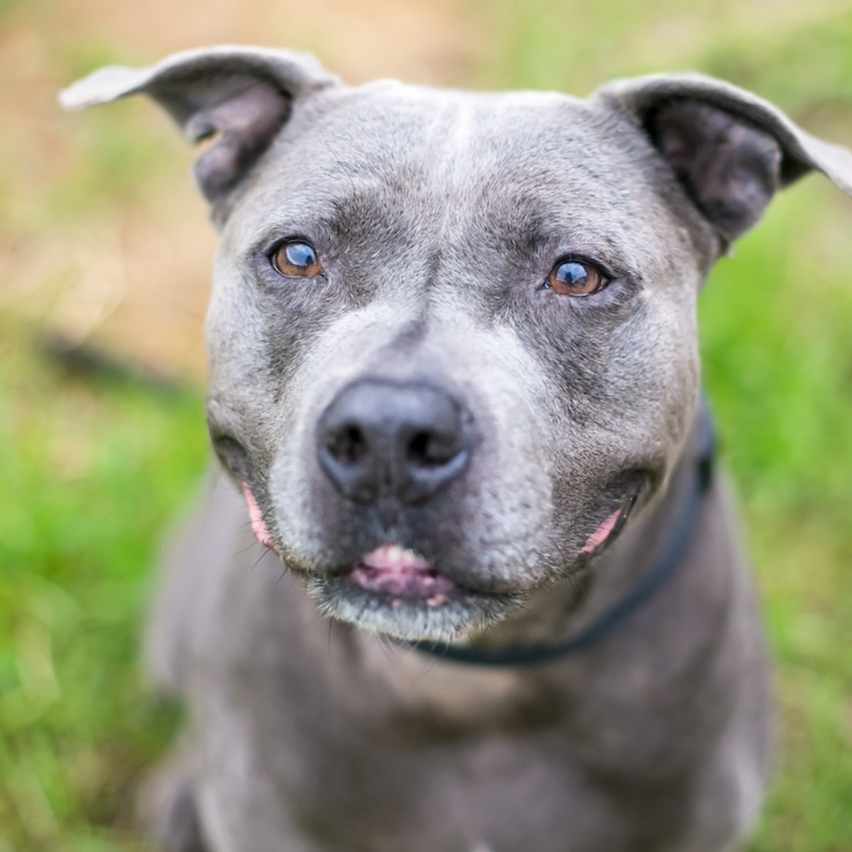 blue pit smiling