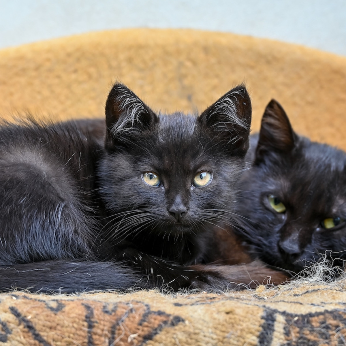 black kittens