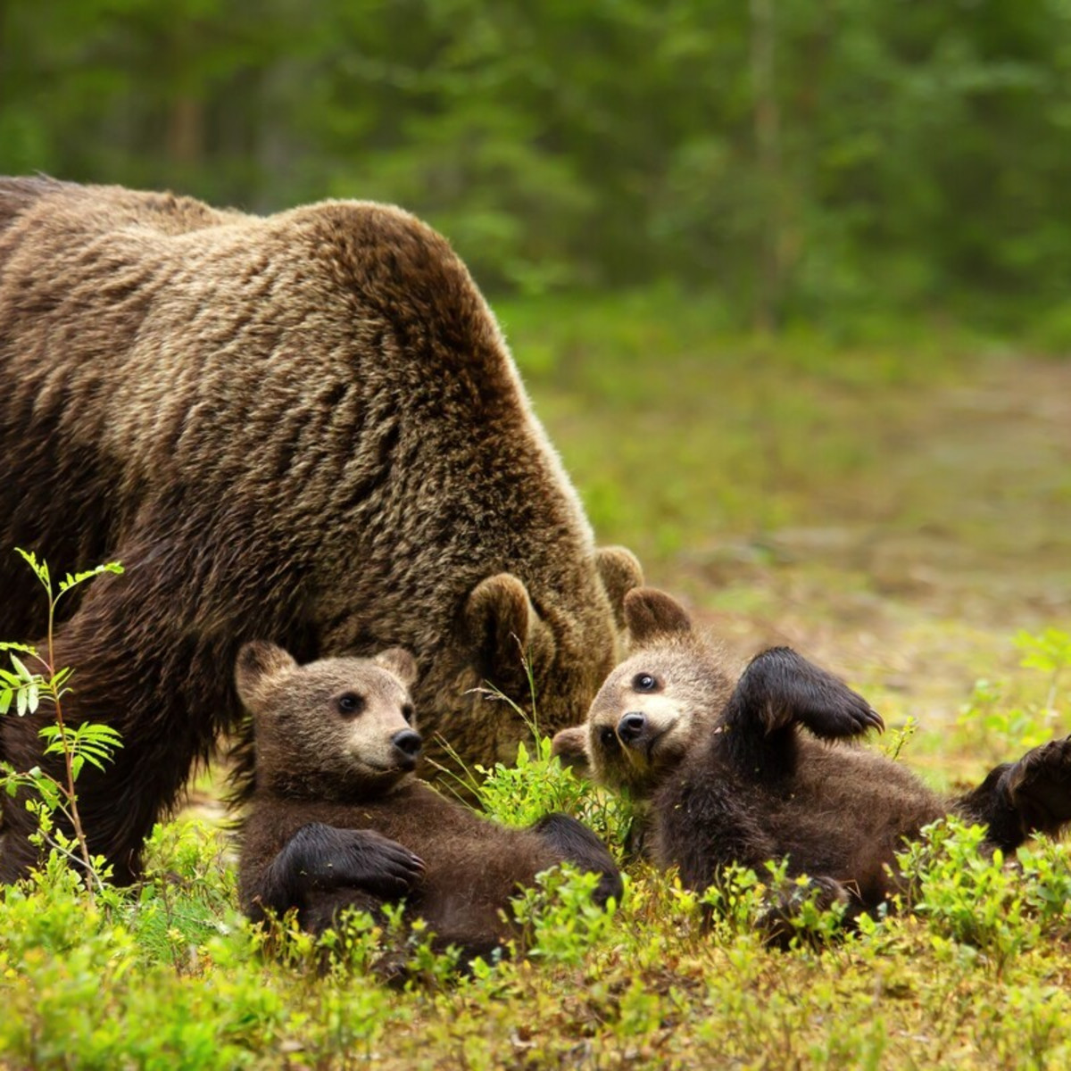 brown bear cubs playing