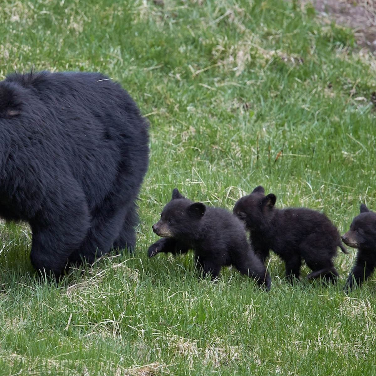 black bears and their cubs