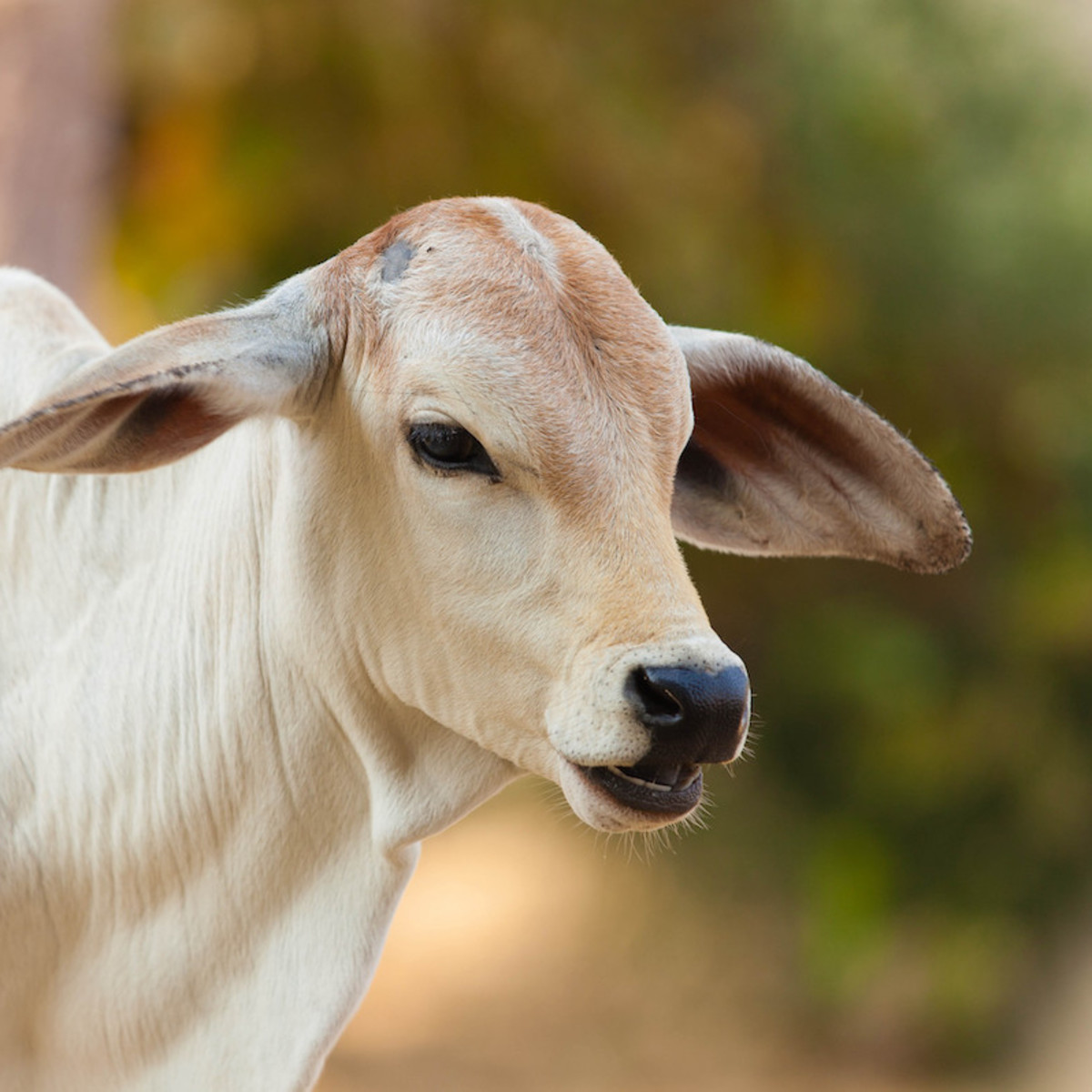 brahman calf