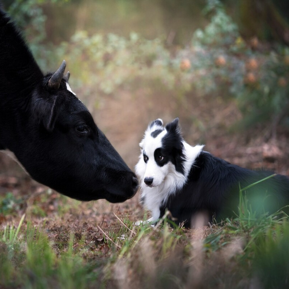 cow border collie