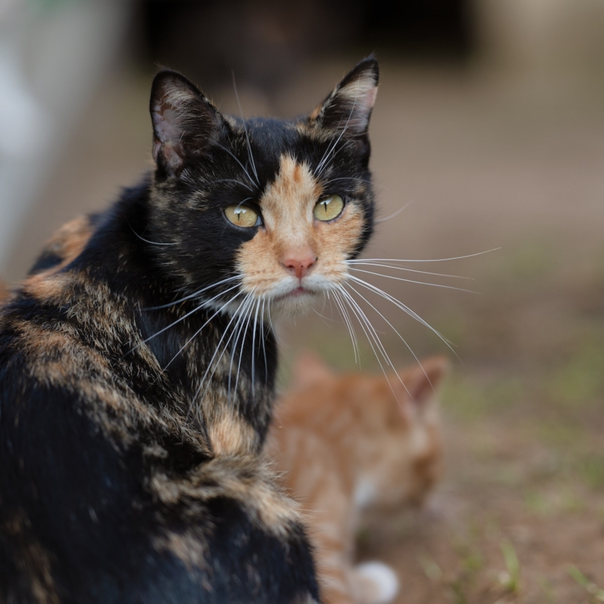 tortoiseshell cat outside