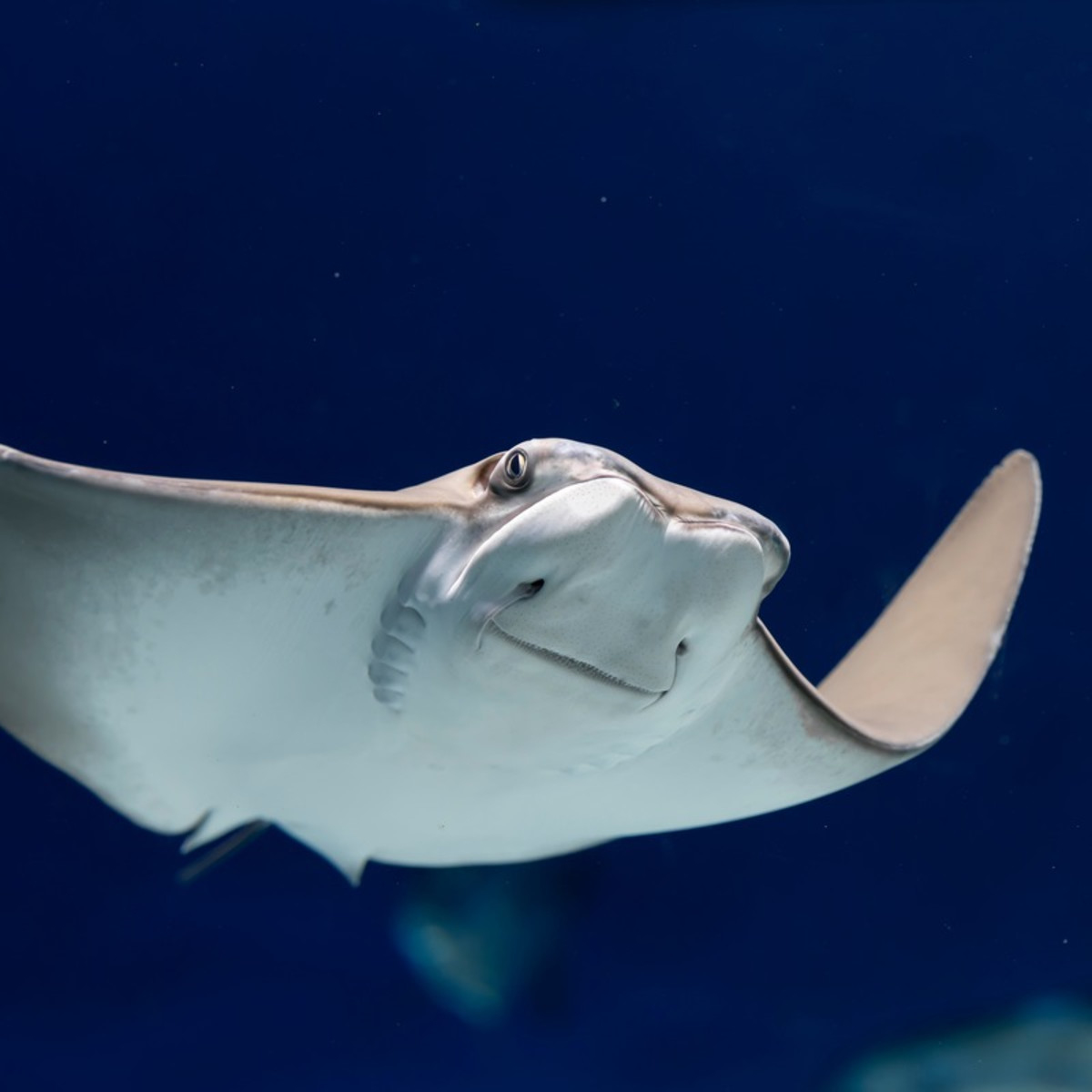 white stringray