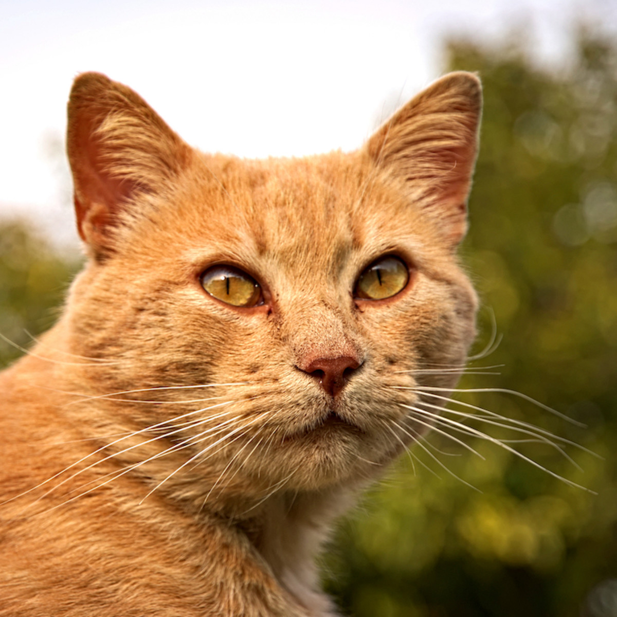 orange tomcat