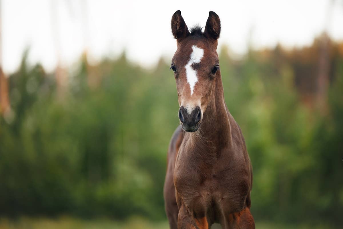 Miniature Donkey Foaling Signs