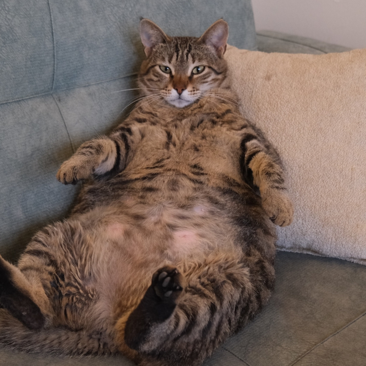 tabby fat cat