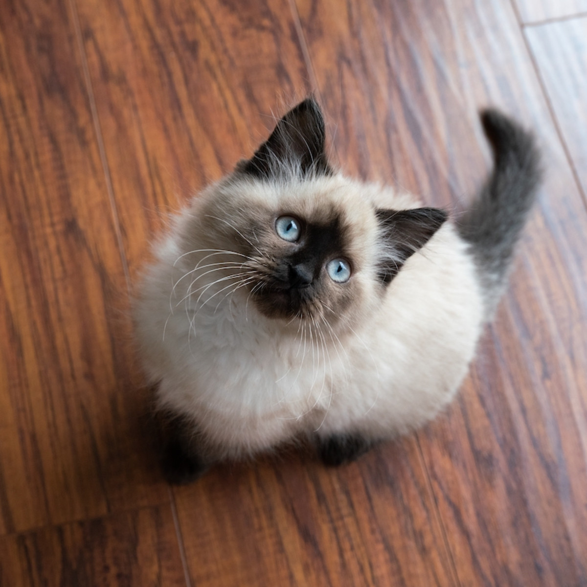 ragdoll siamese kittens