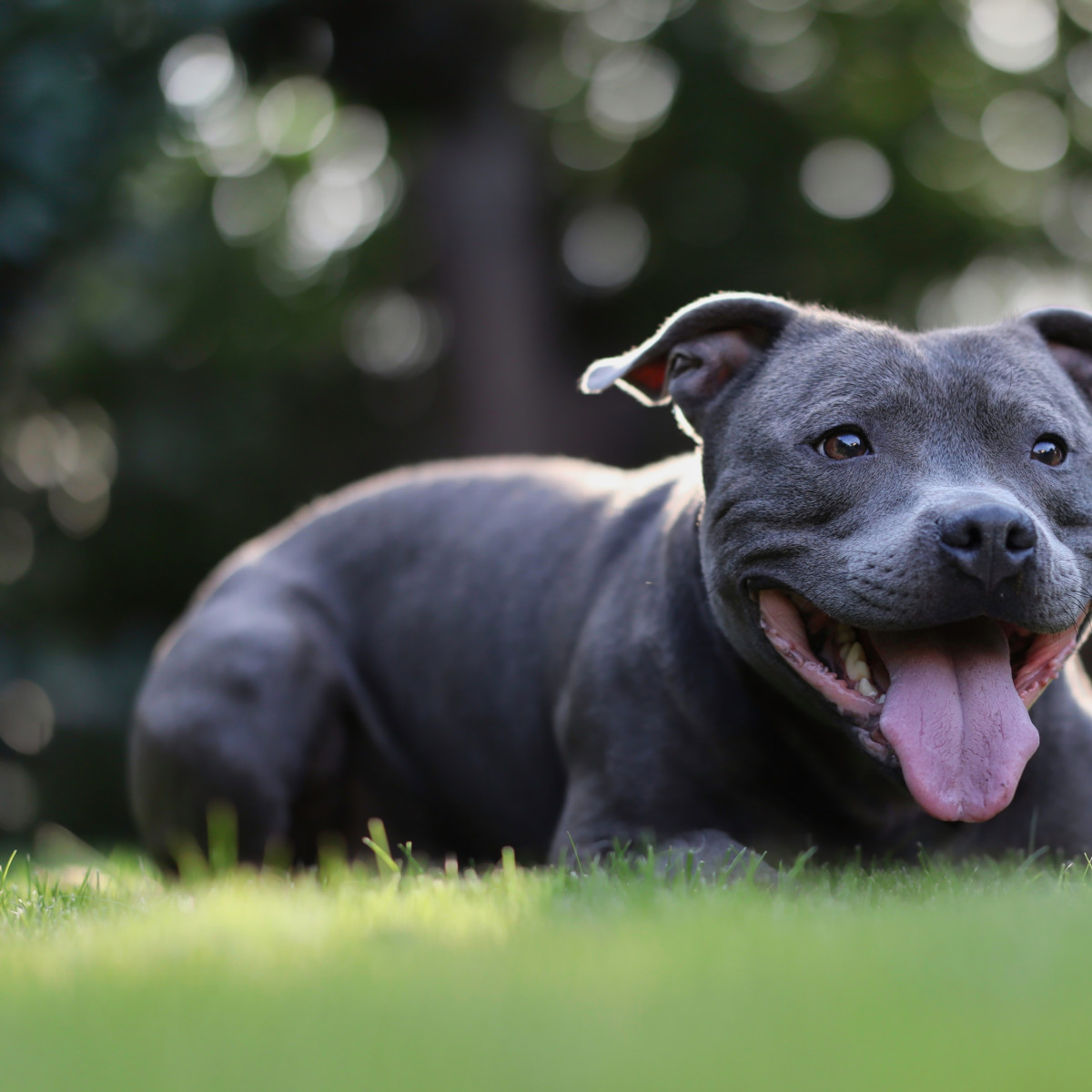 blue staffy dog lifespan