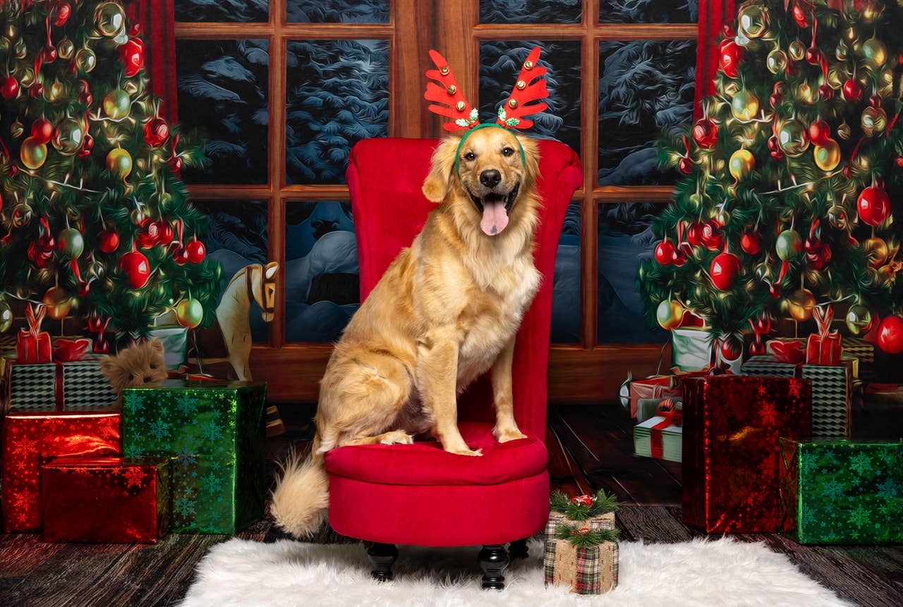 Cute Christmas Names For Pets