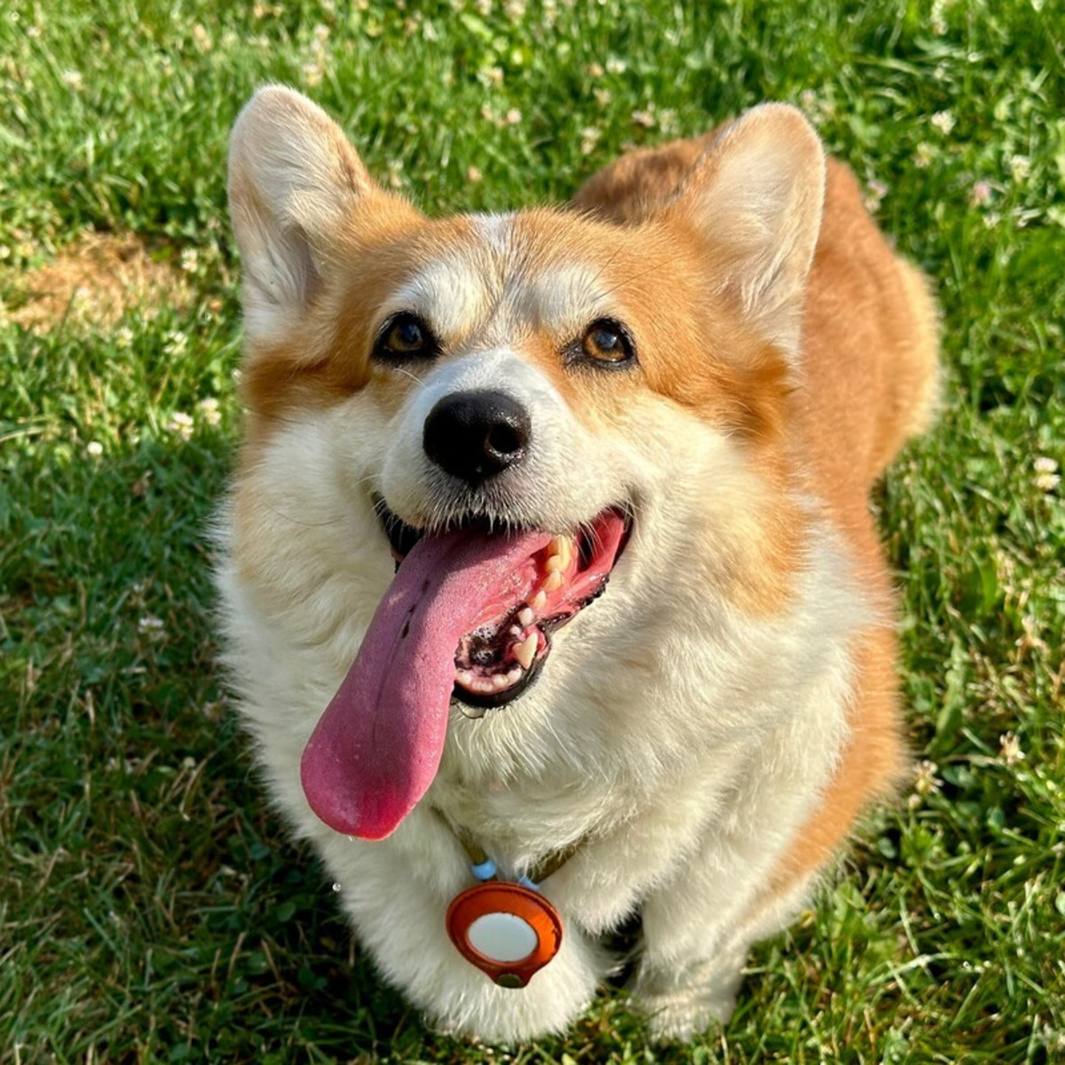 corgi smiling dog