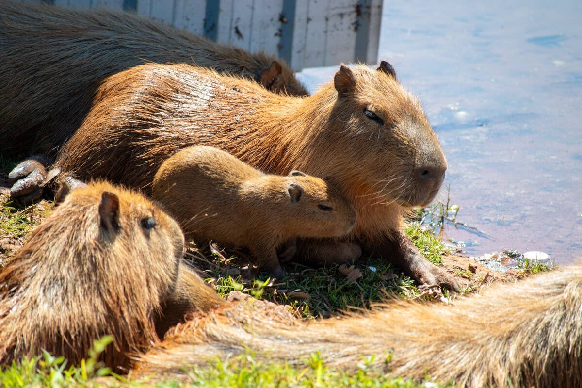 Capybara Baby Desktop Background Cute Capybara Wallpapers Top Free