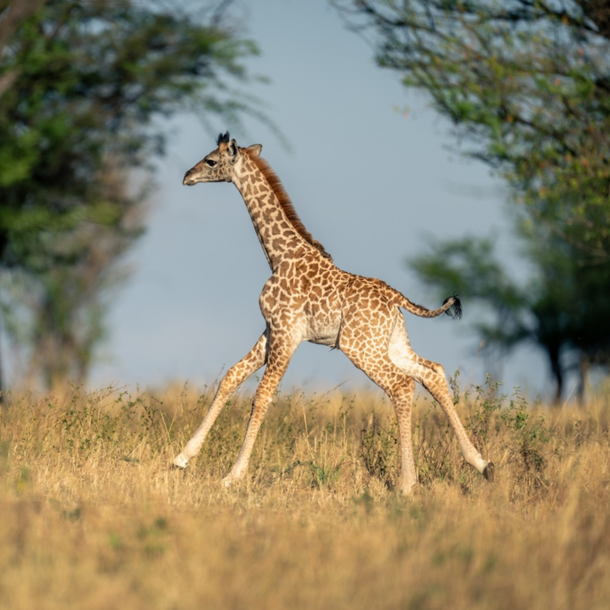 running giraffe