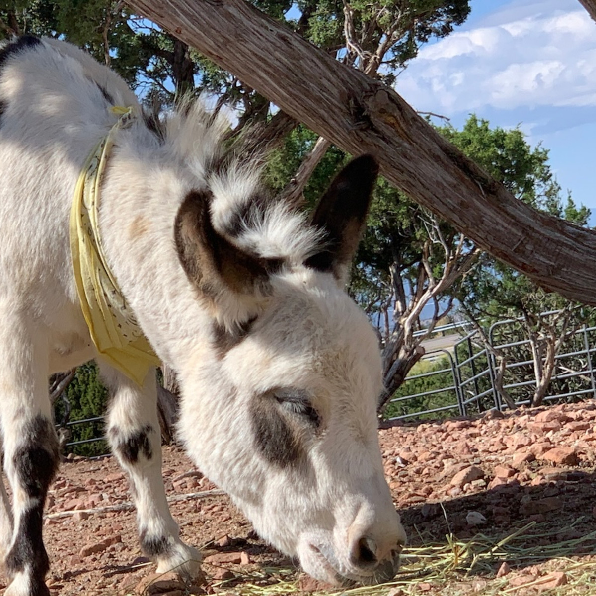 mini donkey rescue