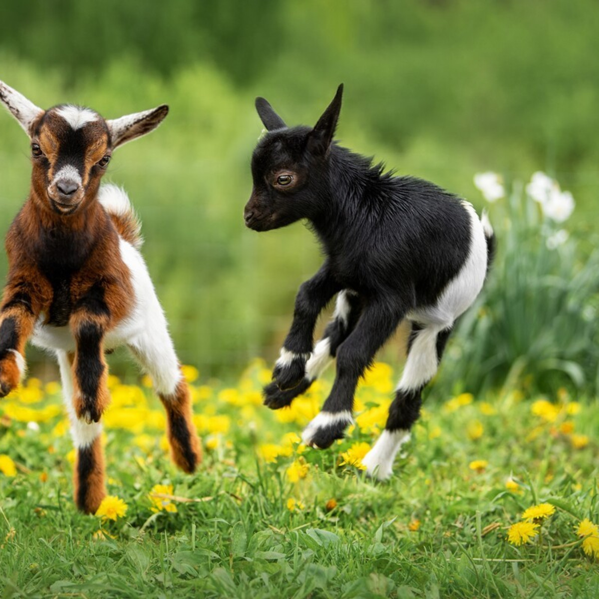 goats jump