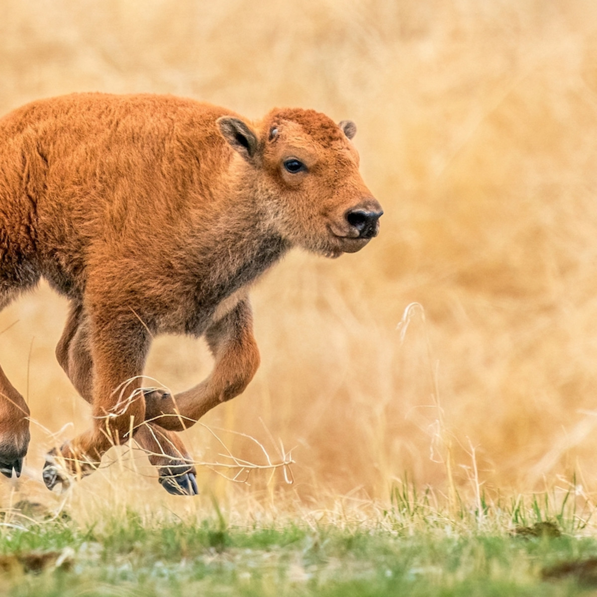 calf bison